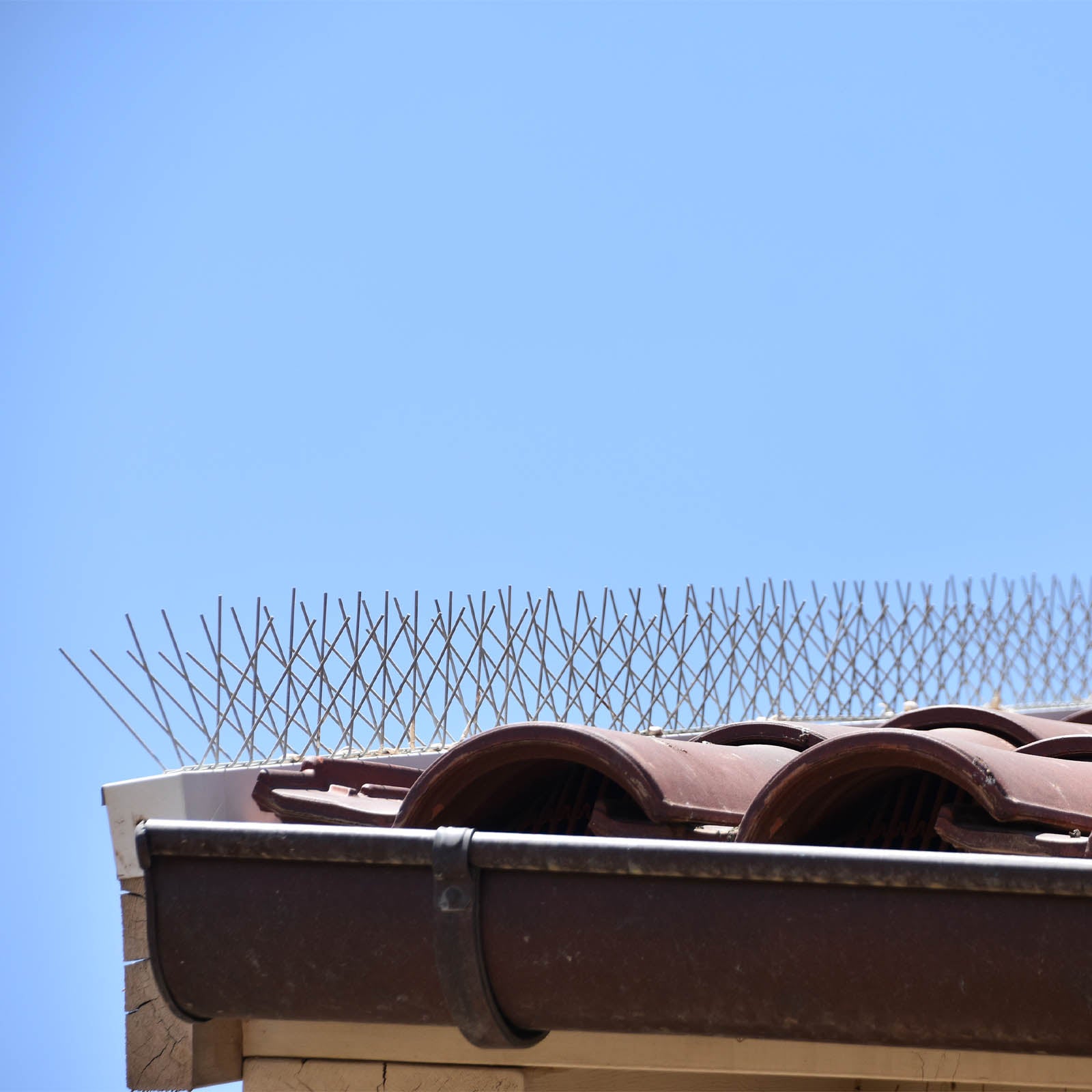 Bird Repellent Spikes | Pigeon Repellent for Balcony, Fence & Roof | L ...