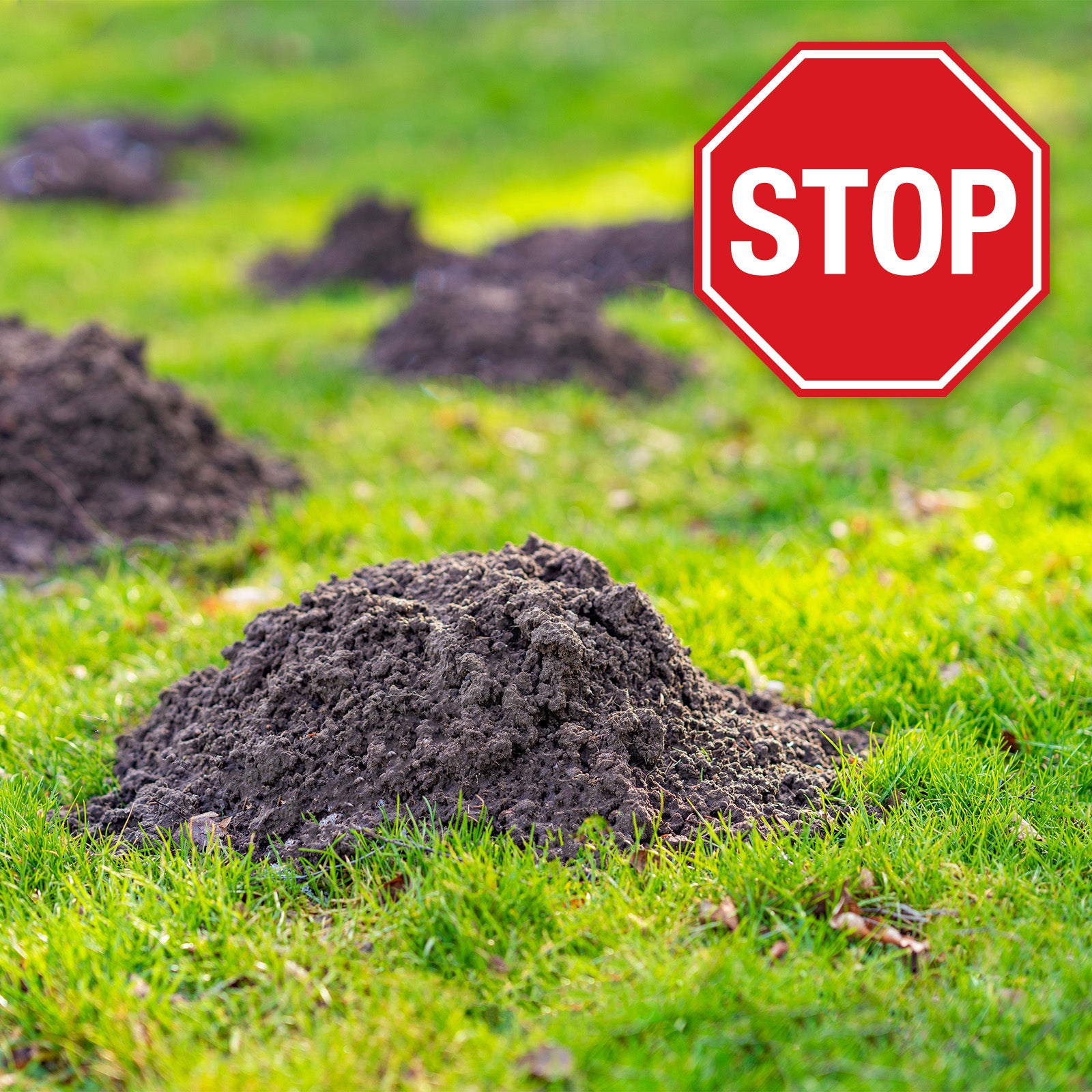Mole Barrier | Vole Netting | Easy to Trim | 500 g/m² | 7 x 7 mm ...